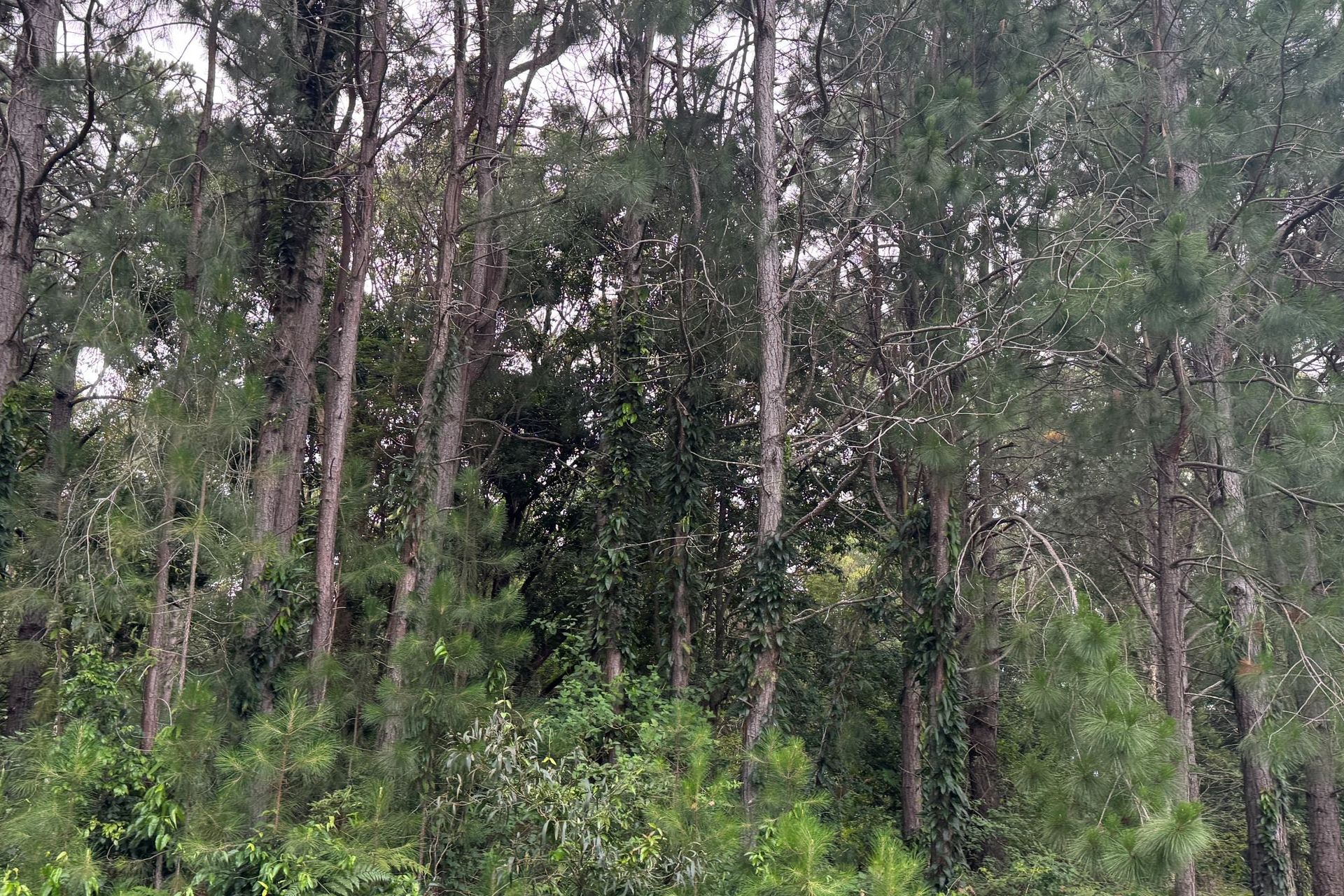 Cabba Street, Pindimar NSW 2324 - Myall Coast Realty